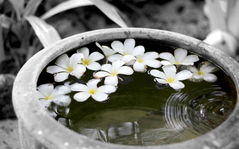 La fleur de tiaré, une perle rare venue de Polynésie ! - La Loge Beauté